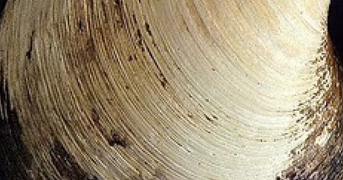 World's Oldest Creature Is A 507-Year-Old Mollusc Named Ming... Or Was ...