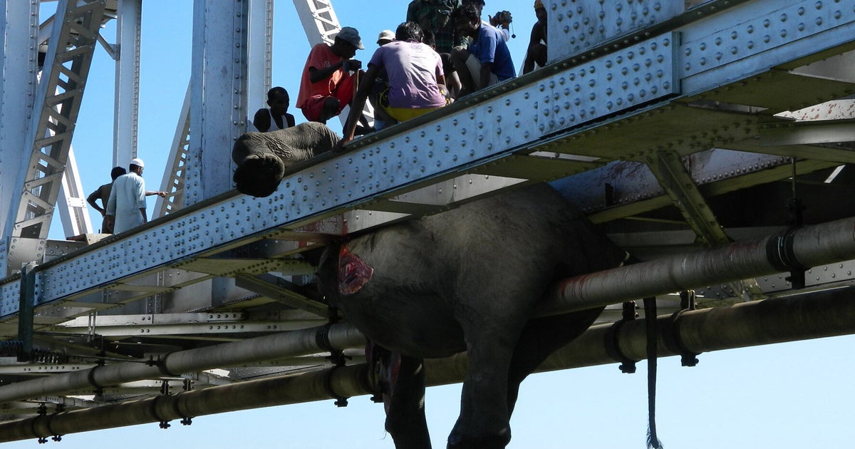 Baby Elephants Among Those Killed As Train Slams Into Herd (PICTURES ...
