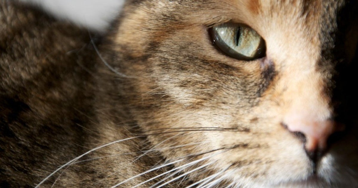 Cat Owners Could Catch Tuberculosis As Disease Is Widespread In ...