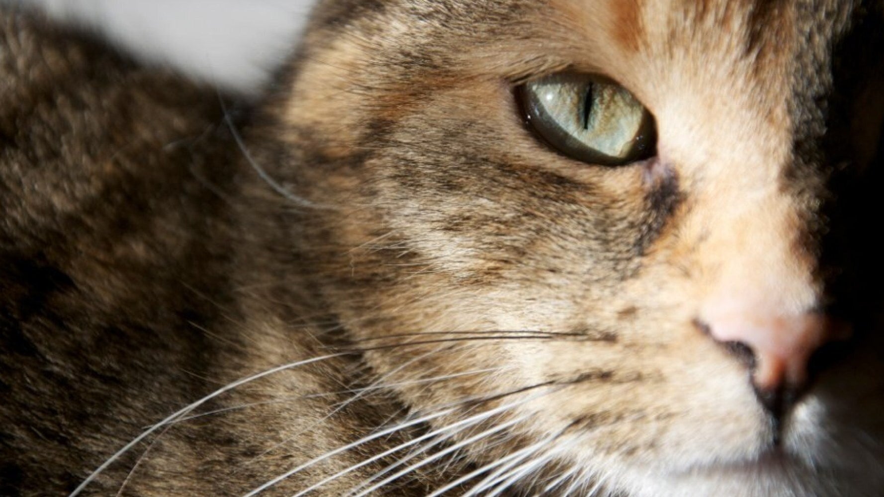 Cat Owners Could Catch Tuberculosis As Disease Is Widespread In ...