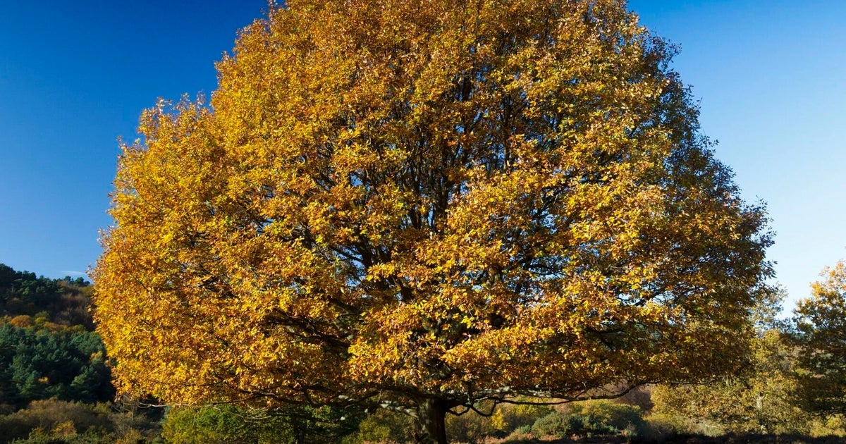 UK Weather: Cold Snap, Snow And Freezing Temperatures To Hit Parts Of ...