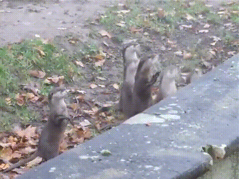 These Squeaking, Jumping Baby Otters Are The Cutest Thing You'll See ...