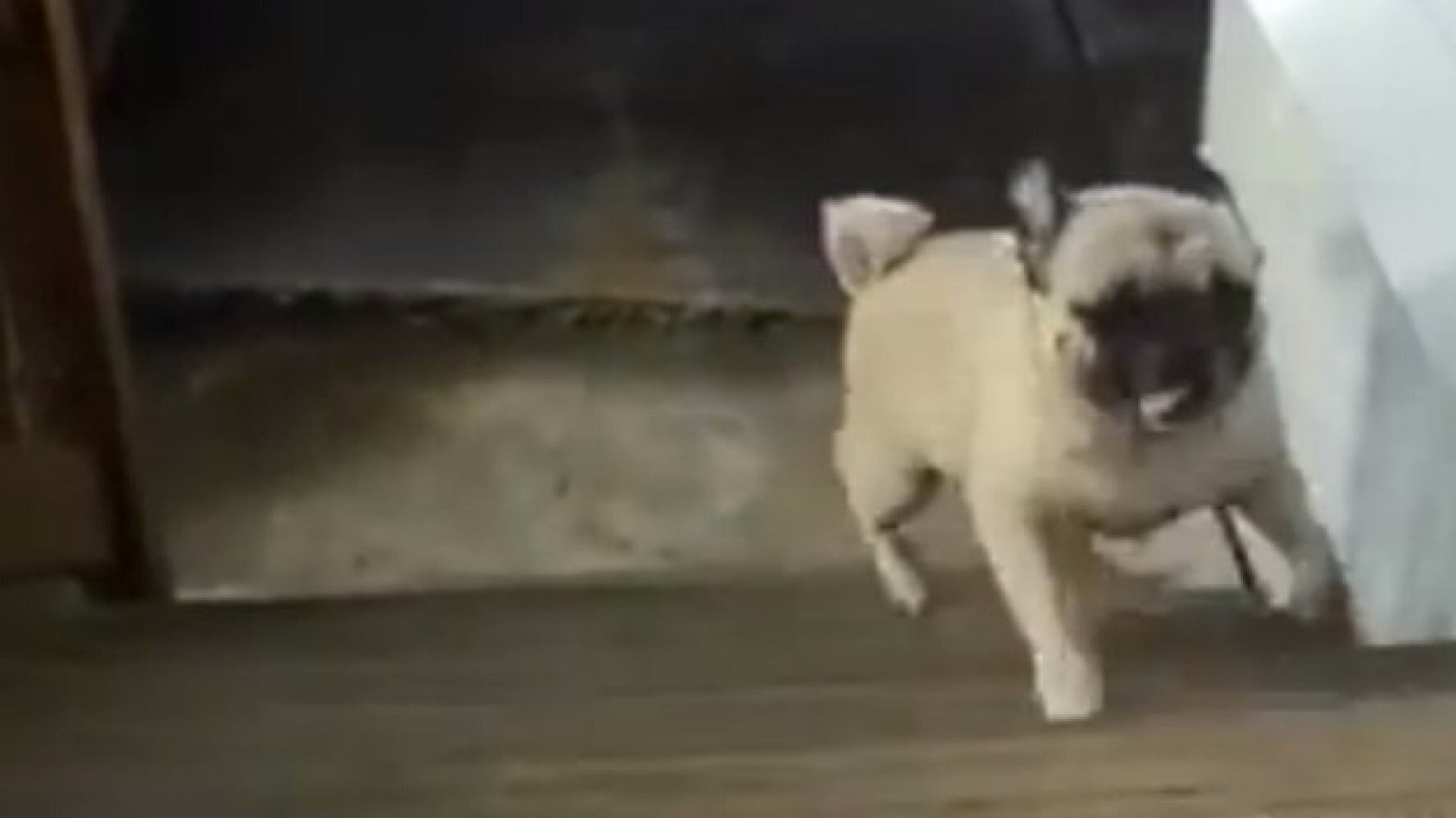 60 Seconds Of Pugs Hopping Upstairs (VIDEO) | HuffPost UK Comedy