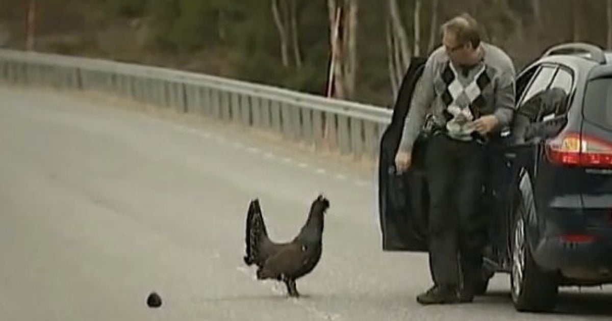 Swedish News Reporter Is Attacked By Angry Wood Grouse (VIDEO ...