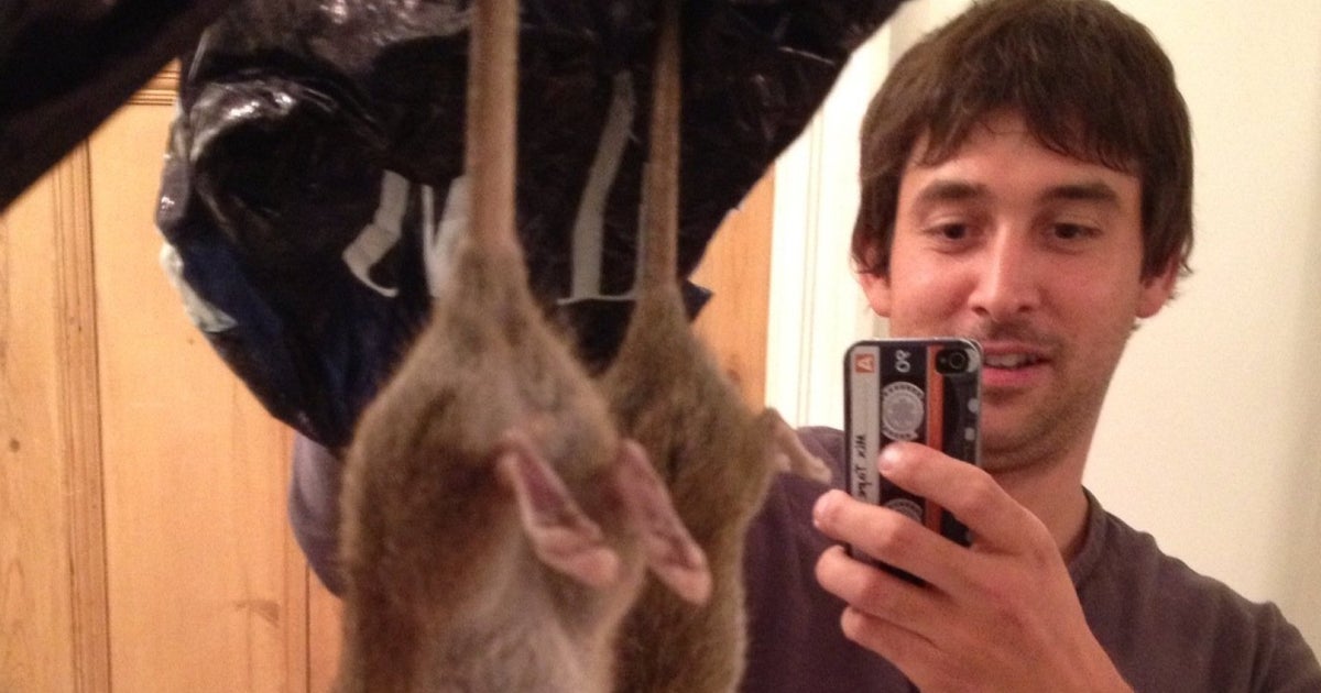 Monster Rat In London Survives Trap, Is Beaten To Death With Firewood ...