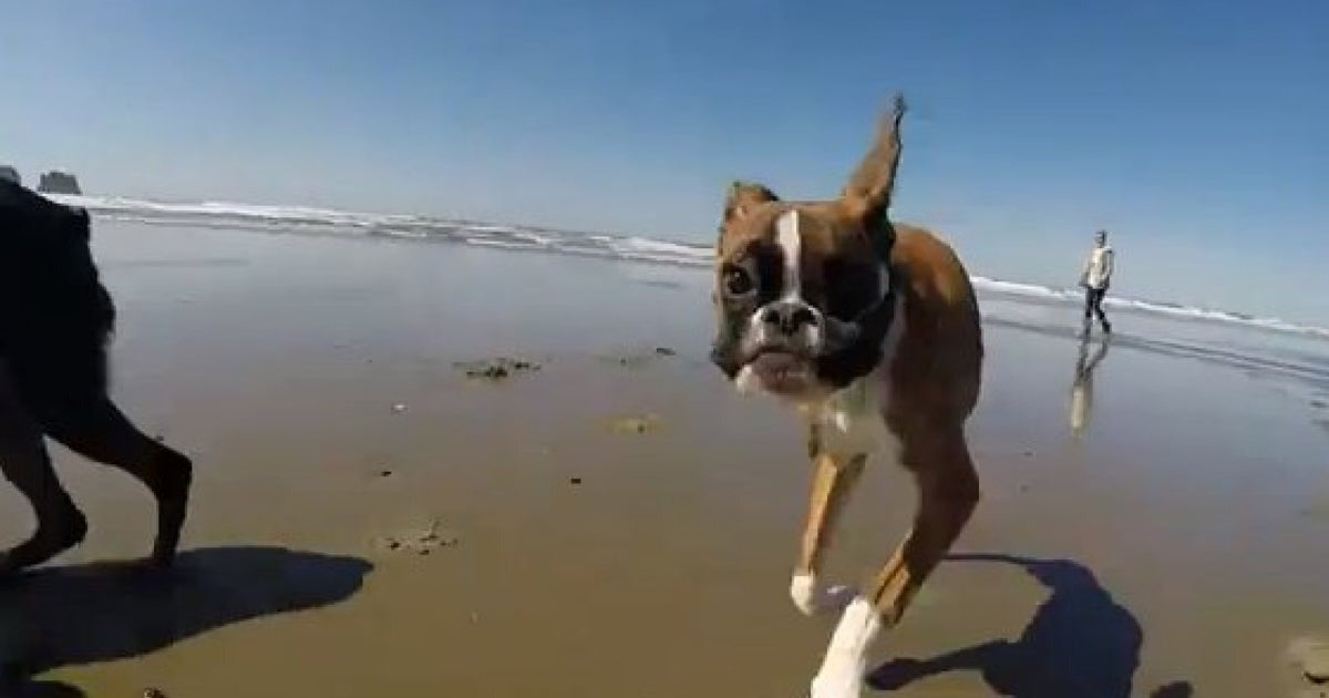 Heartwarming Video Of The Day: Two-Legged Dog Goes For His First Run On ...