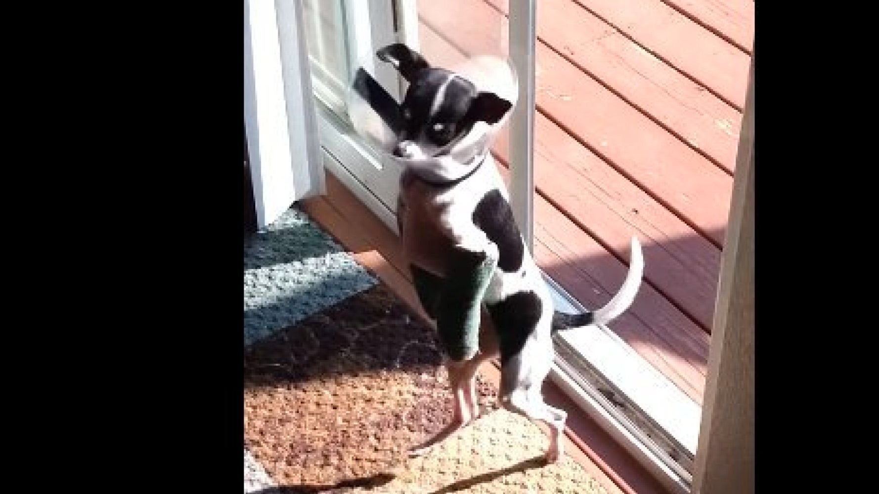 This Adorable Dog Has Learned To Walk Upright After Breaking Her Front ...