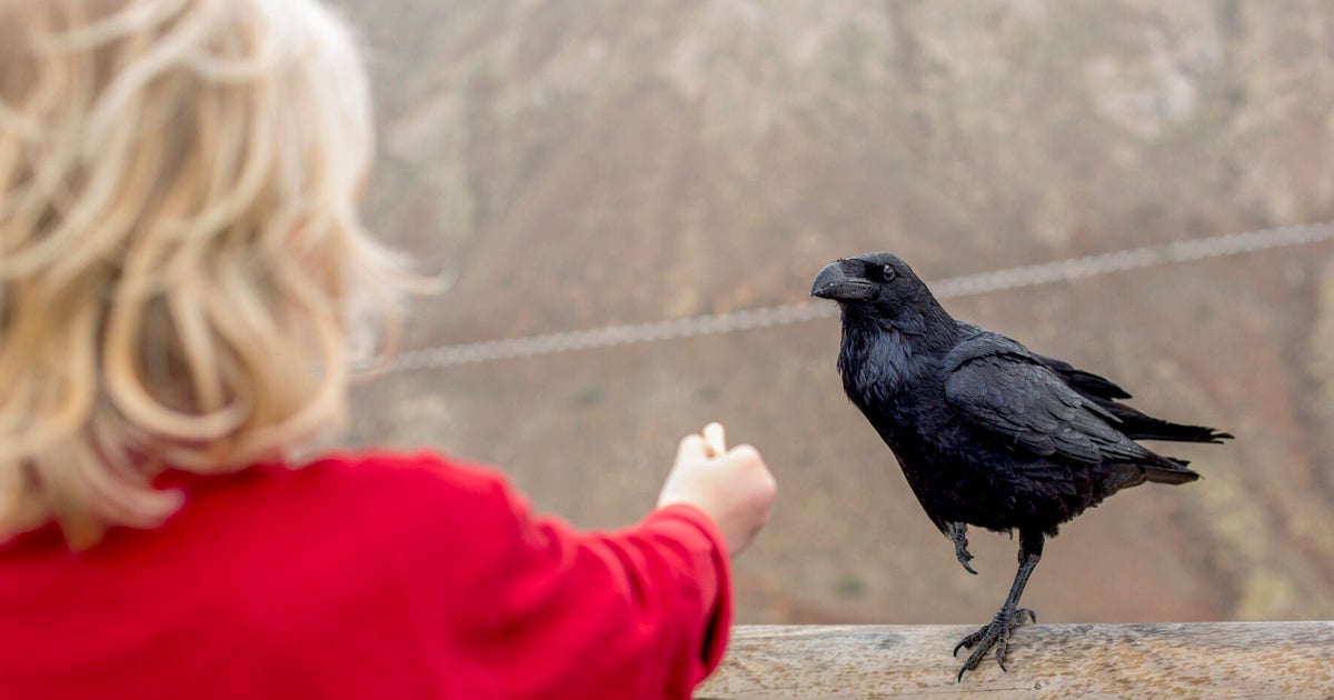 Black Jack, Dickens' Raven at the Tower of London | HuffPost UK News