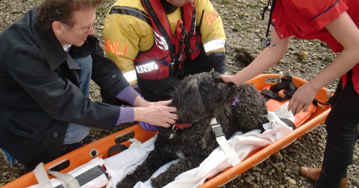 Portuguese Water Dog Hashi Stretchered To Safety By Lifeboat Crew In ...