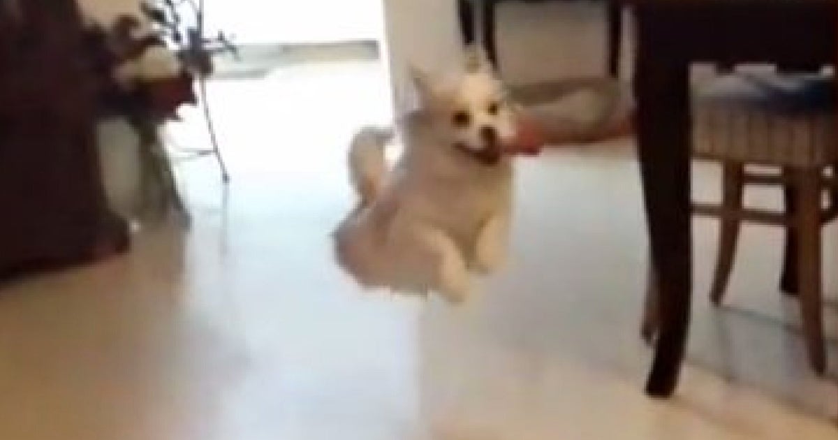The Most Majestic Dog Jump You Will See Today (VIDEO) | HuffPost UK Comedy