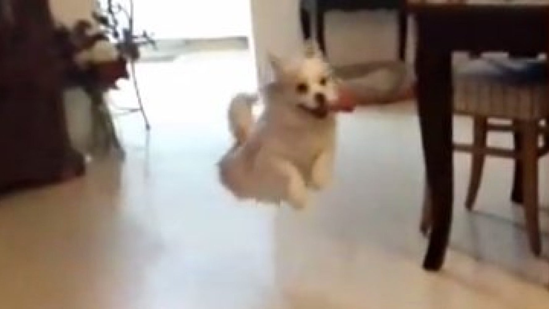 The Most Majestic Dog Jump You Will See Today (VIDEO) | HuffPost UK Comedy