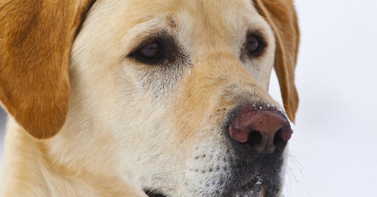 Labrador Dog Named Tango Appears In Witness Stand For Murder Trial ...