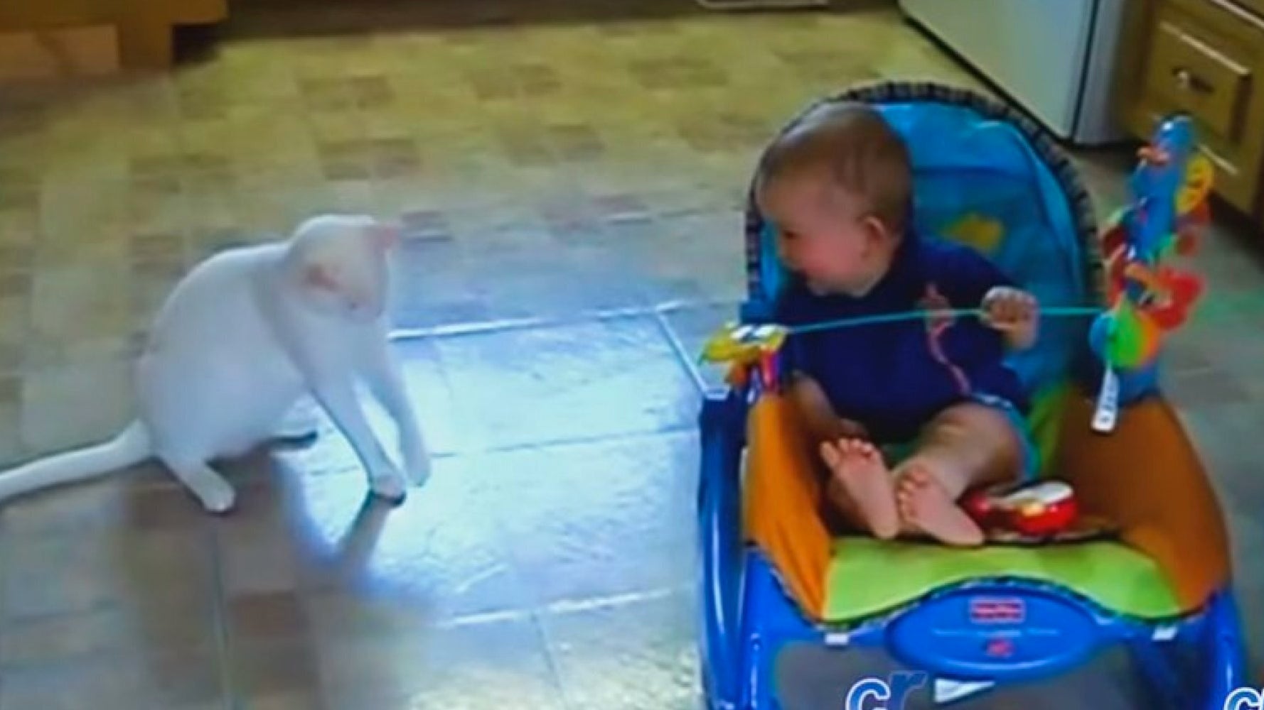 16 Babies Who Think Cats Are Hilarious | HuffPost UK Comedy