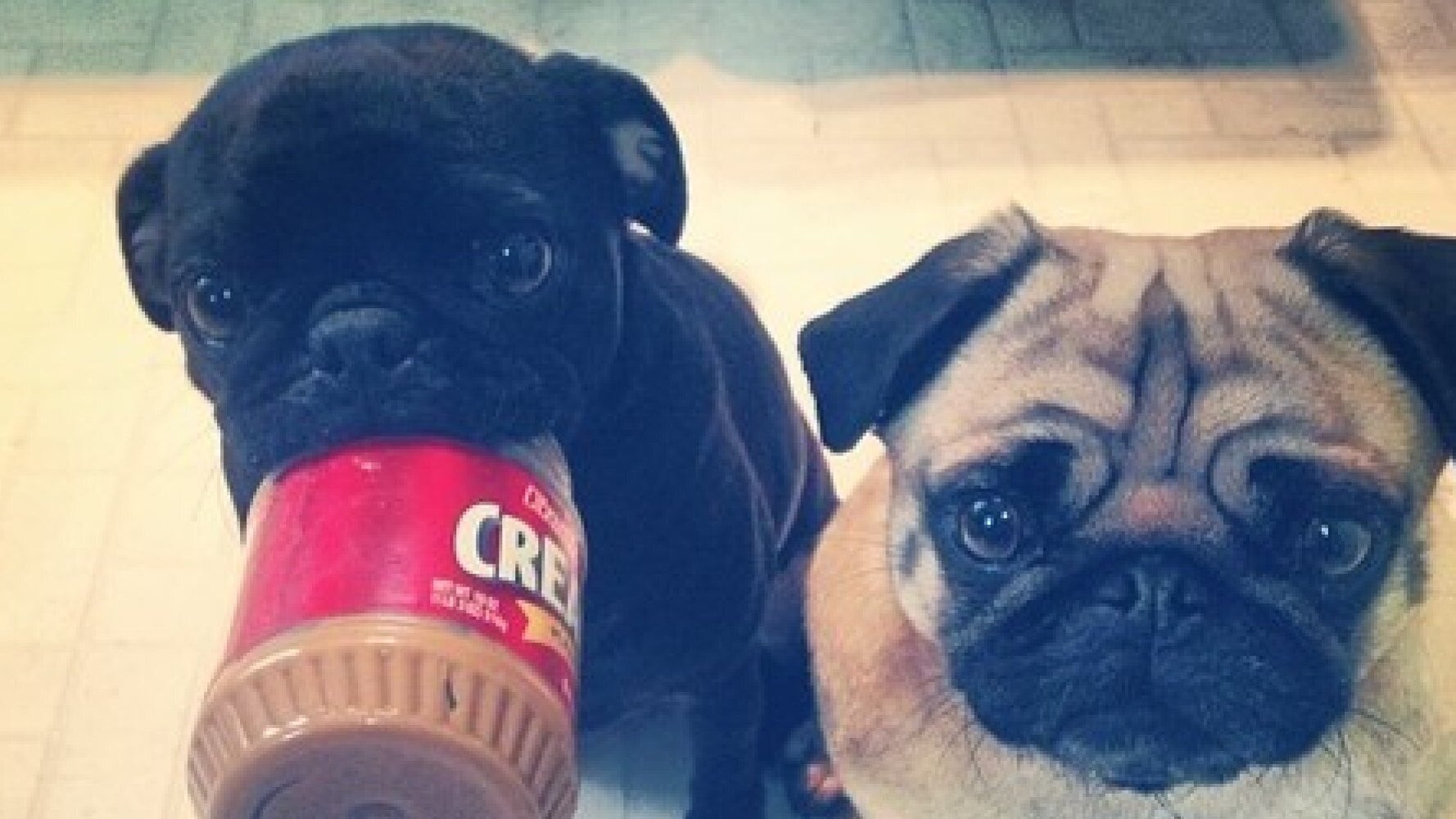 28 Dogs Who Are Winning At Life | HuffPost UK Comedy