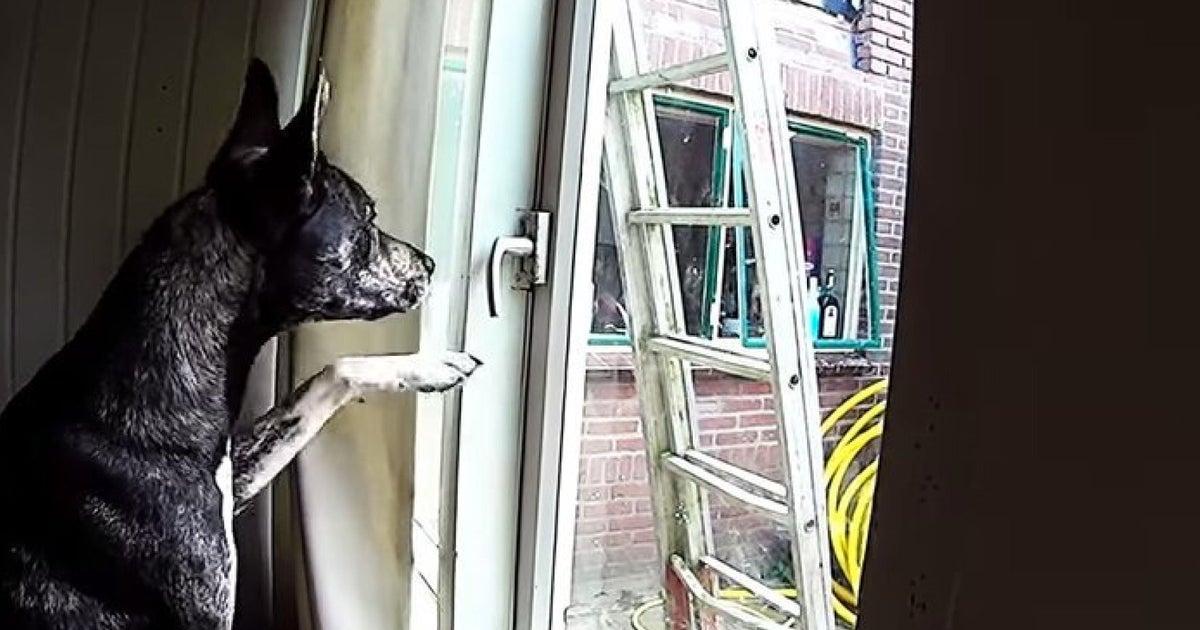 This Dog's Owners Set Up A Hidden Camera To Find Out How He Was ...