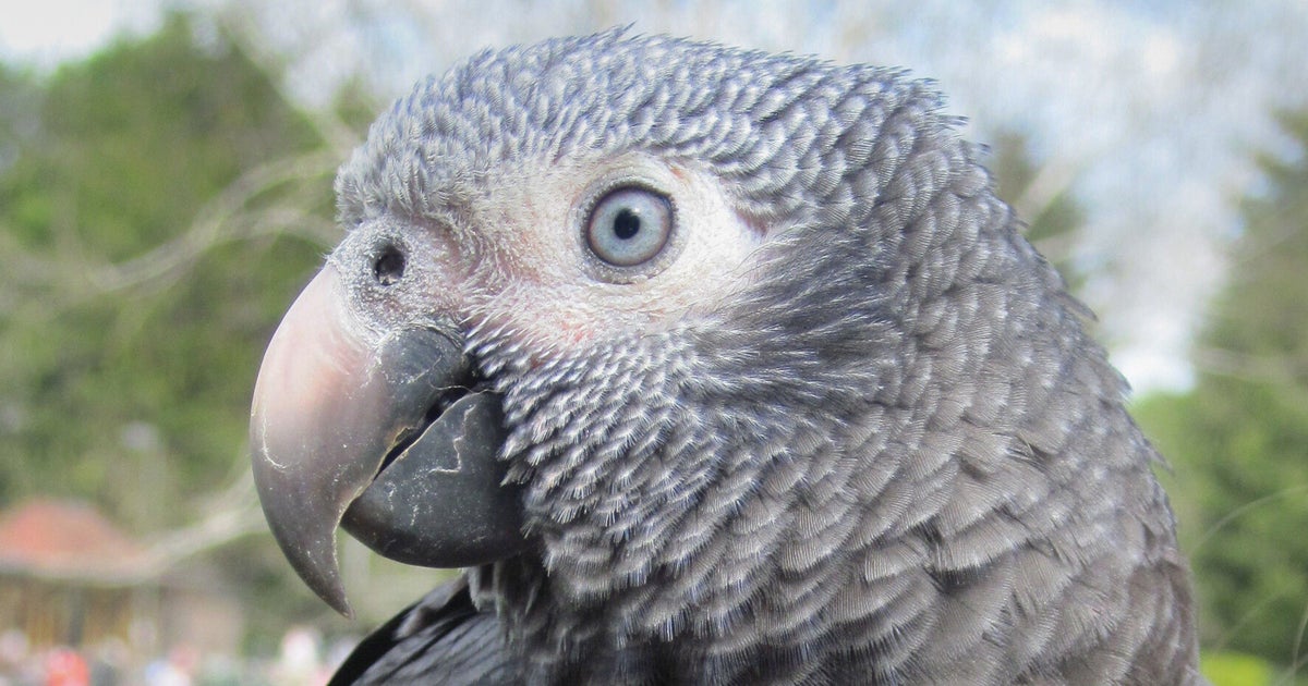Crime-Fighting Parrot Saves Owner From Attacker In North London Park ...
