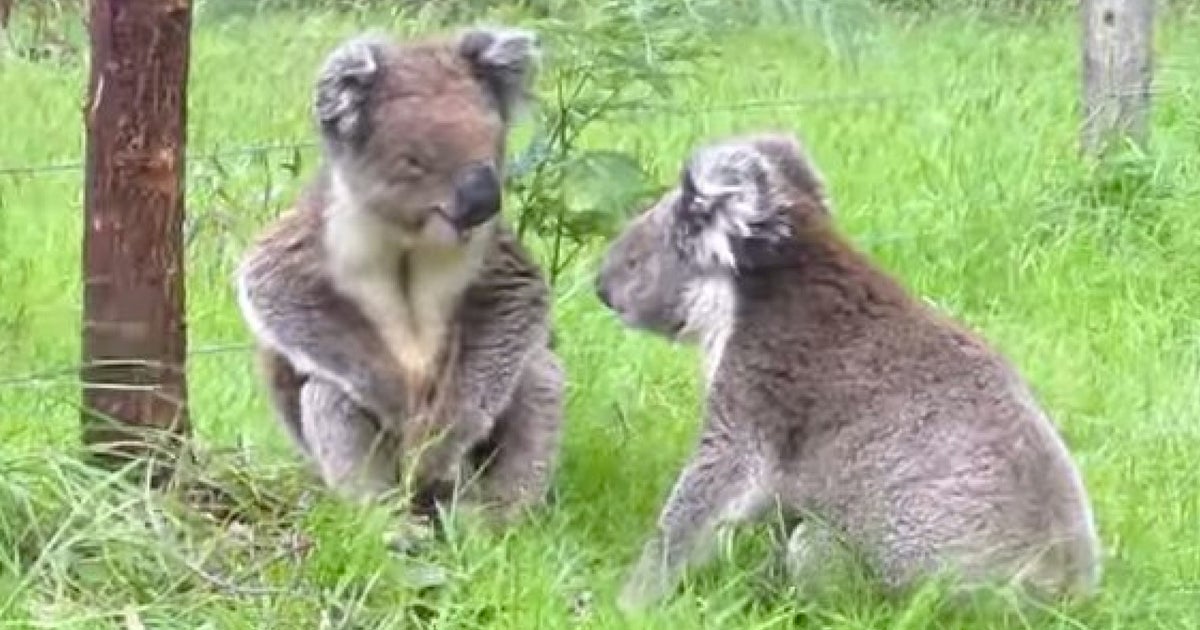 Two Koalas Get Into A Heated Argument, And It's Adorable (And Funny ...