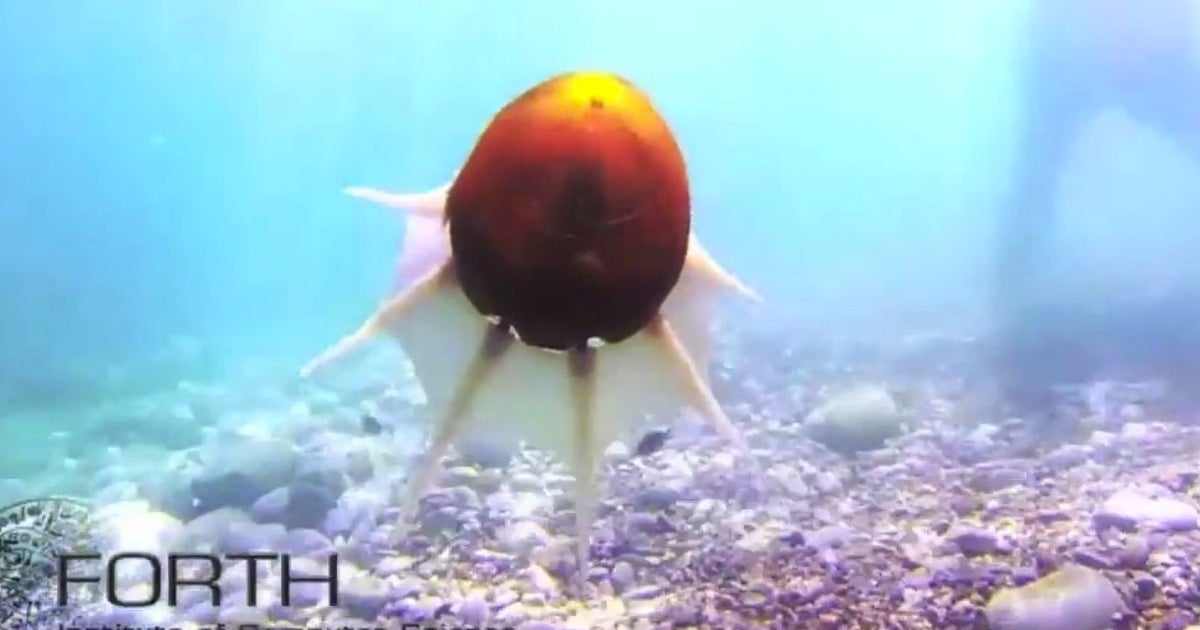 This Robot Octopus Swims Just Like The Real Thing | HuffPost UK Tech