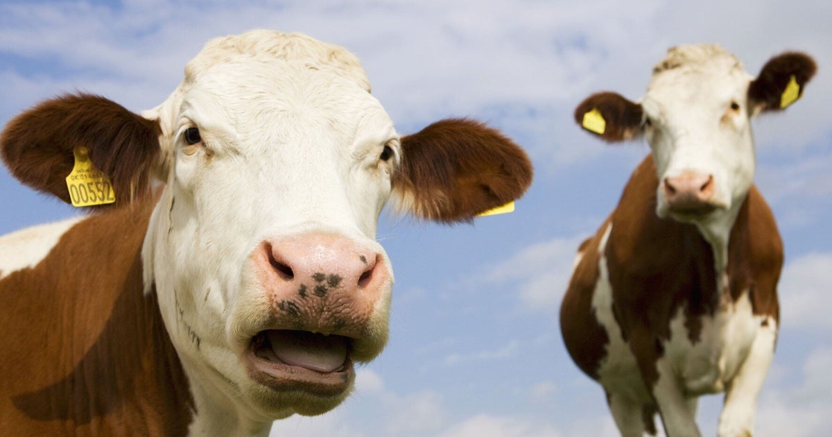 Firefighters Rescue Cow From Swimming Pool In Somerset | HuffPost UK News