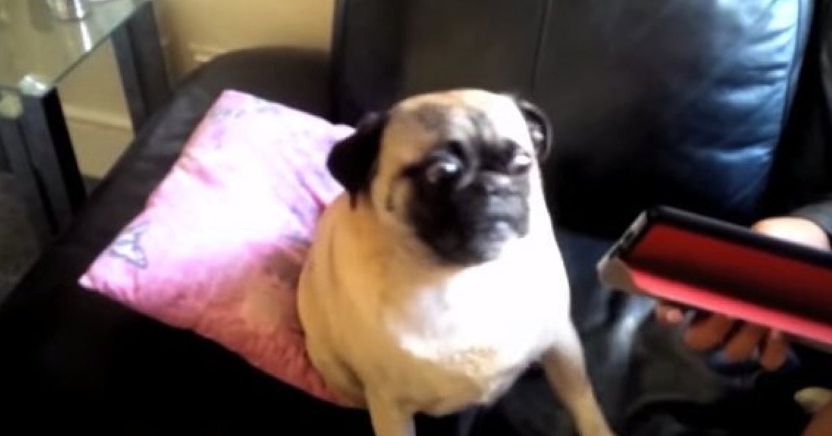Pug Shouts 'Help' When Confronted With iPad | HuffPost UK Comedy