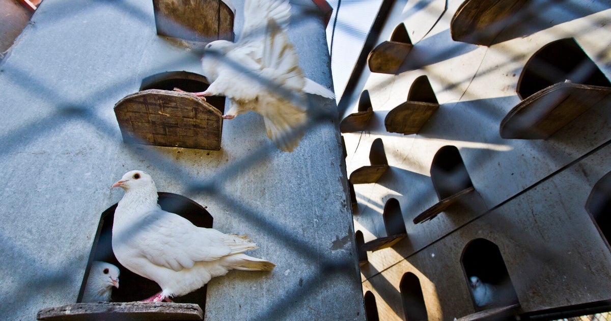 China Is Searching Pigeon Anuses For Bombs | HuffPost UK Tech