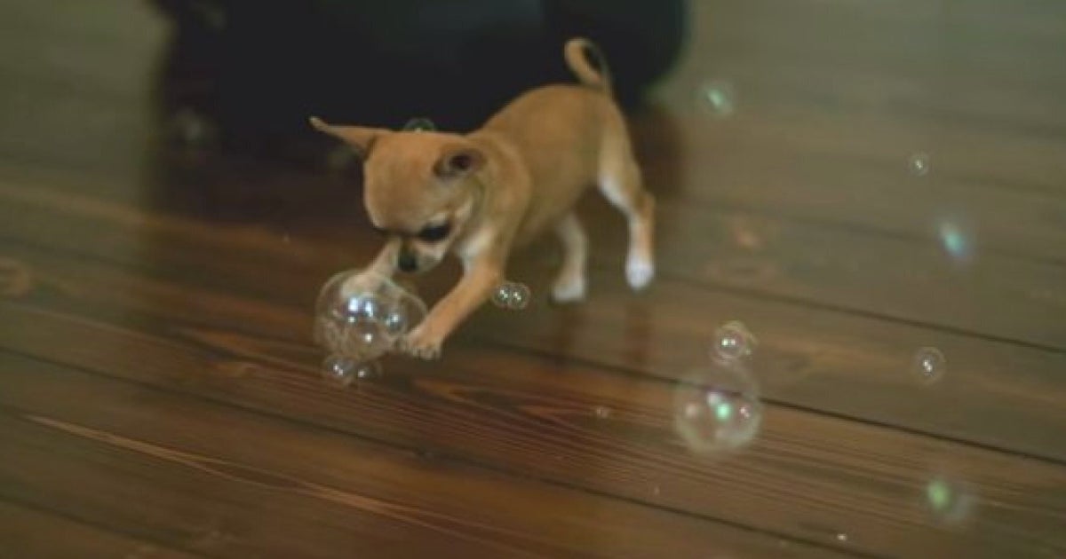 This Tiny Chihuahua Chasing Bubbles In Slow Motion Is Pretty Gosh Darn Cute | HuffPost UK Comedy