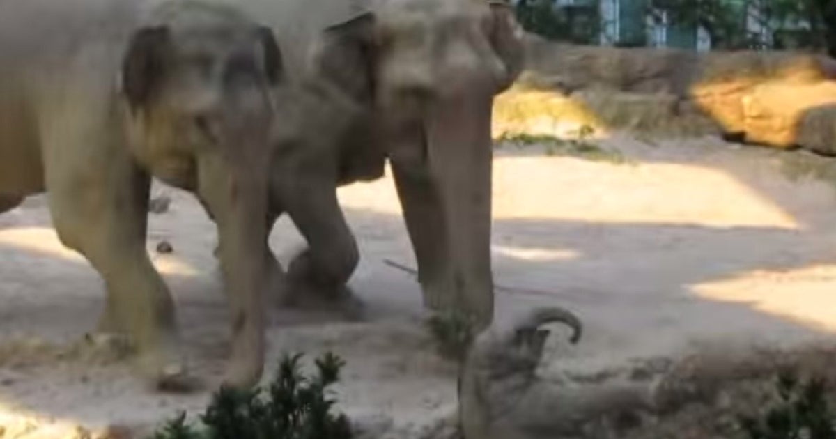 Baby Elephant Falls On Its Back At Zürich Zoo, Adult Elephants Rush ...