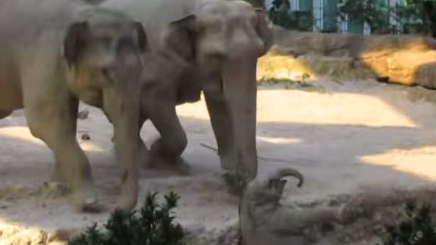 Baby Elephant Falls On Its Back At Zürich Zoo, Adult Elephants Rush ...
