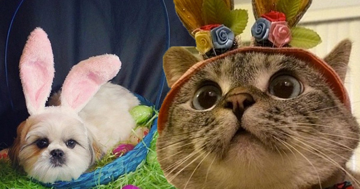 Adorable Animals Celebrating Easter On Instagram (PICTURES) | HuffPost ...
