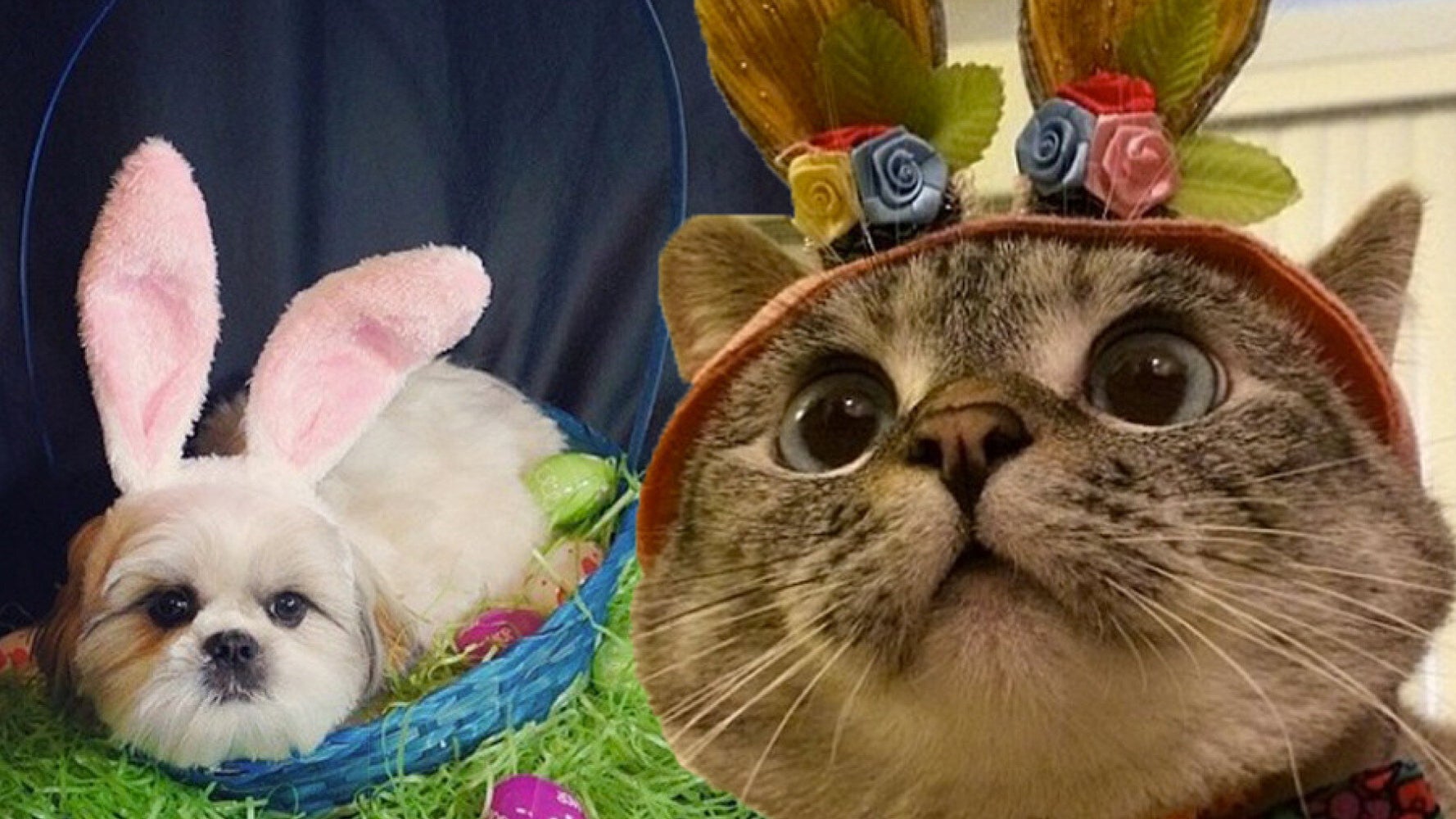 Adorable Animals Celebrating Easter On Instagram (PICTURES) | HuffPost ...