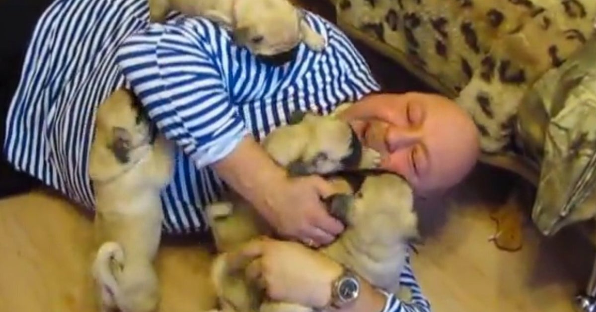 Russian Man Is Swarmed By Pug Puppies, And It's Unsurprisingly Adorable ...