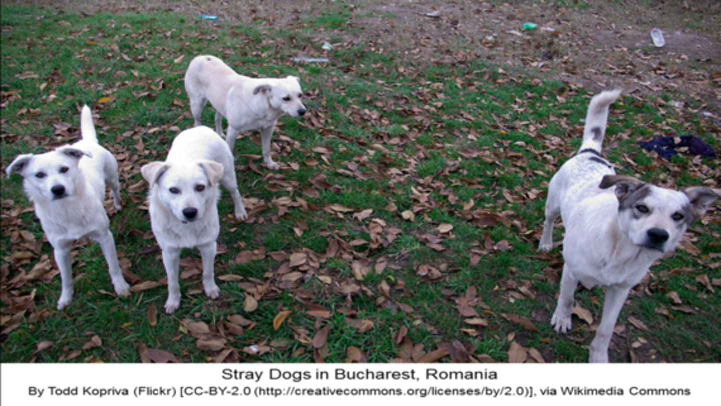 Justice for Romanian Stray Dogs? | HuffPost UK News