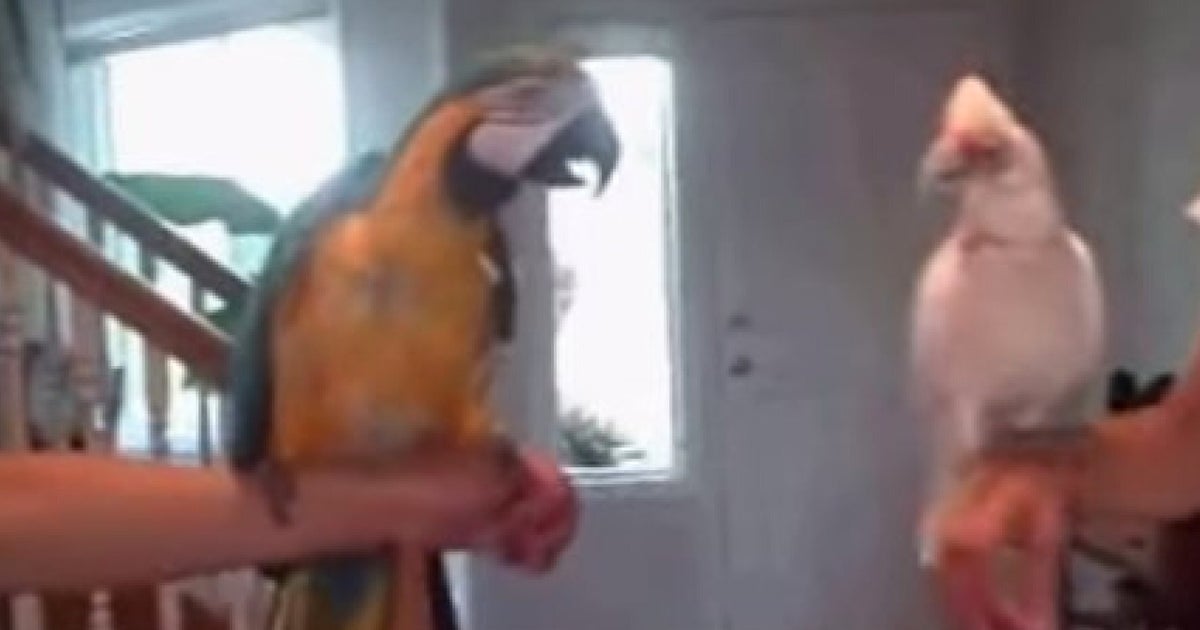 Two Birds Have A Dance-Off To Haddaway's 'What Is Love' (VIDEO ...