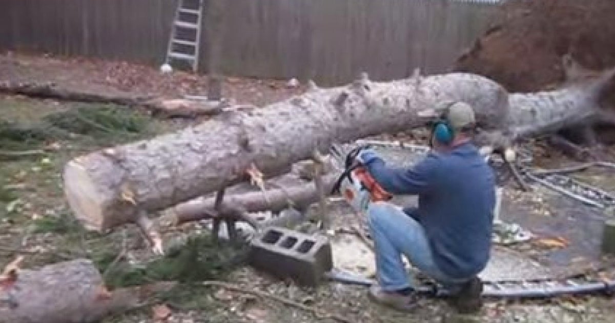 Incredible Recovery Of The Day: Tree Stands Back Up After Being Cut ...