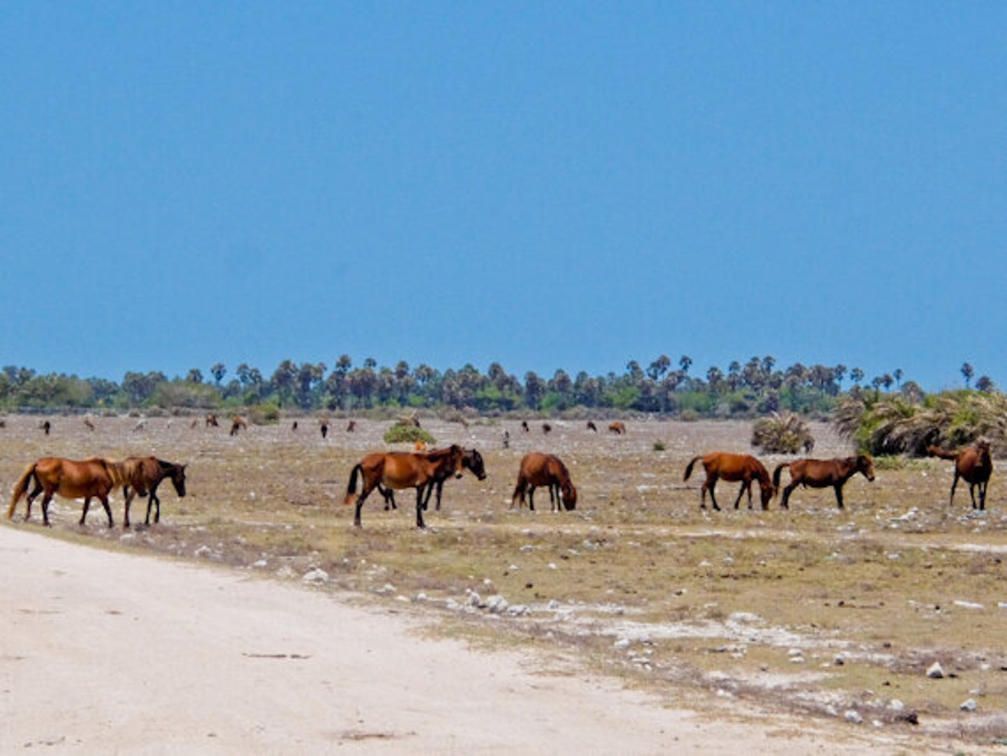 Planet Appetite: The Exotic Far North of Sri Lanka - Jaffna and its ...
