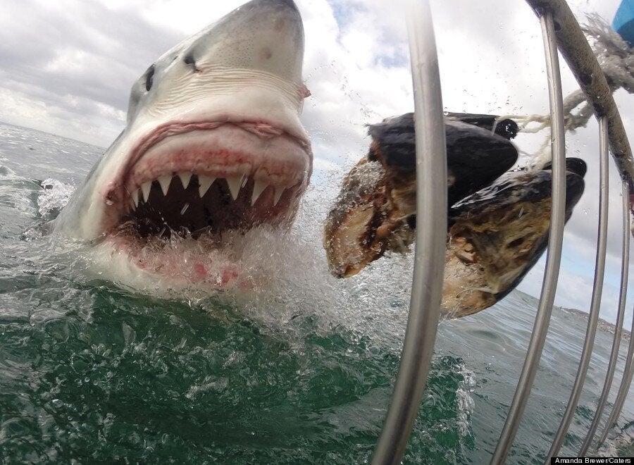 Great White Shark GoPro Photo Is The Most Terrifying Nature Picture ...