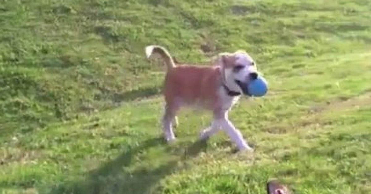 A Compilation Of Dogs Playing Fetch All By Themselves (VIDEO ...