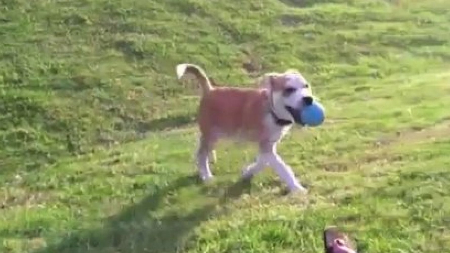 A Compilation Of Dogs Playing Fetch All By Themselves (VIDEO ...
