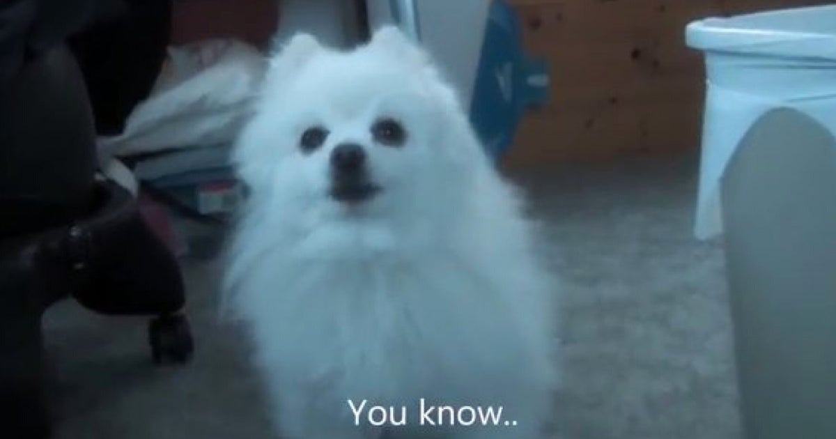 Dog Delivers Heartwrenching Monologue (VIDEO) | HuffPost UK Comedy