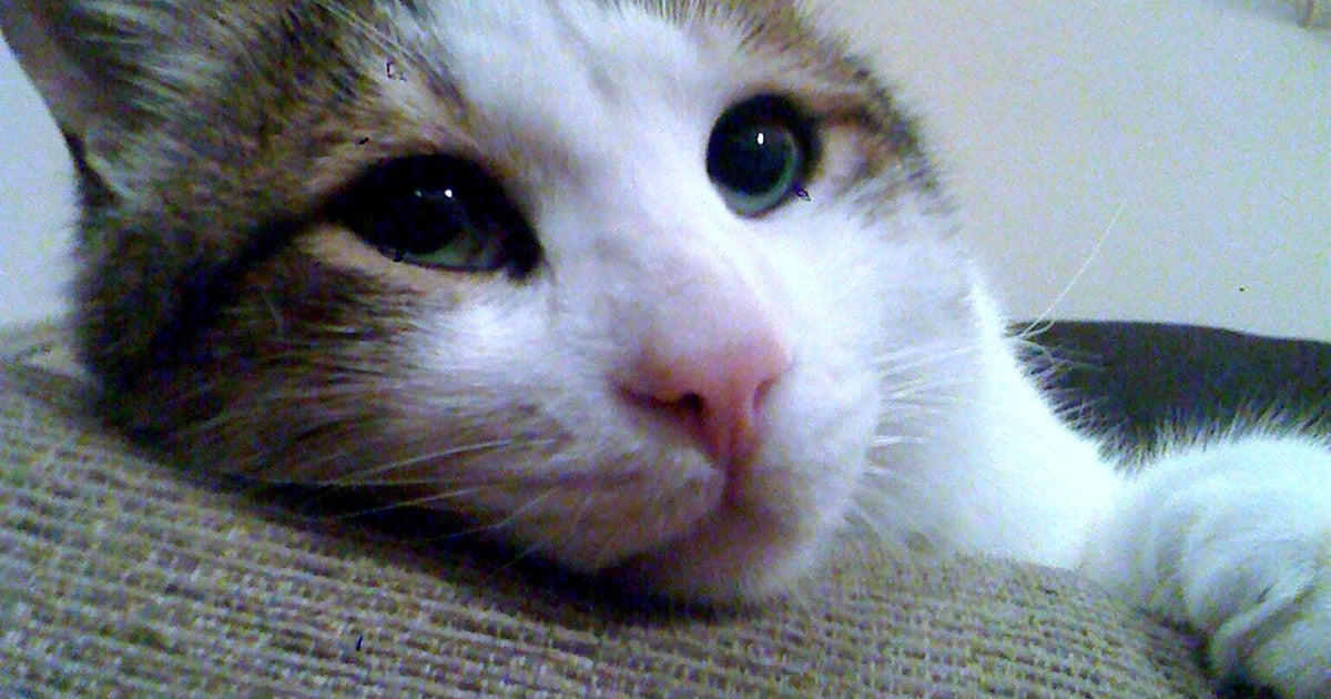 Railton And Dawn Elliott Appeal For Egyptian 'Arab Spring' Cat ...