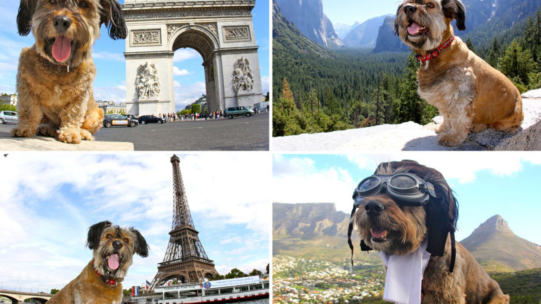 Oscar The Globetrotting Dog Visits More Than 30 Countries (PHOTOS ...