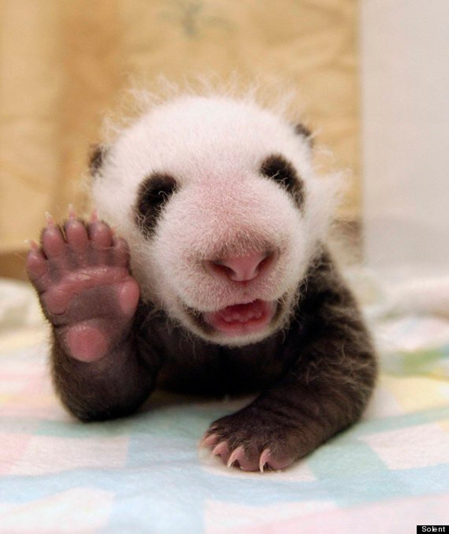Baby Panda Photographed Waving At China's Wolong Nature Reserve ...