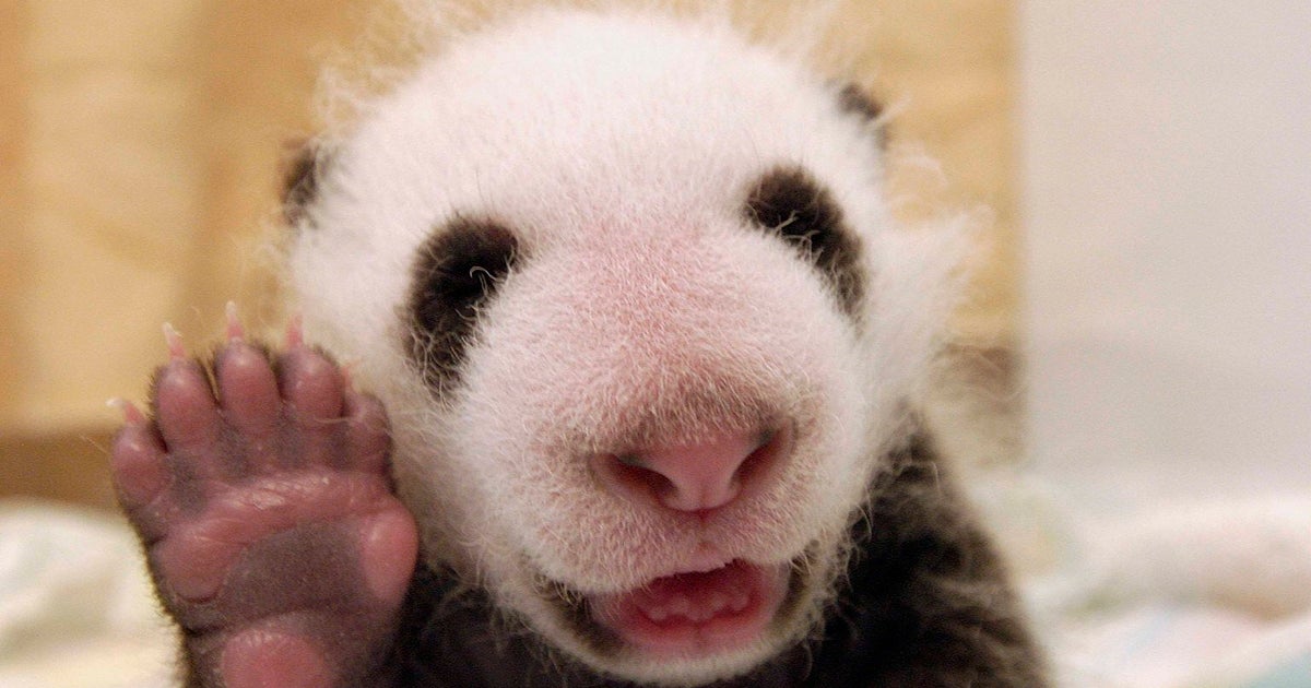 Baby Panda Photographed Waving At China's Wolong Nature Reserve ...