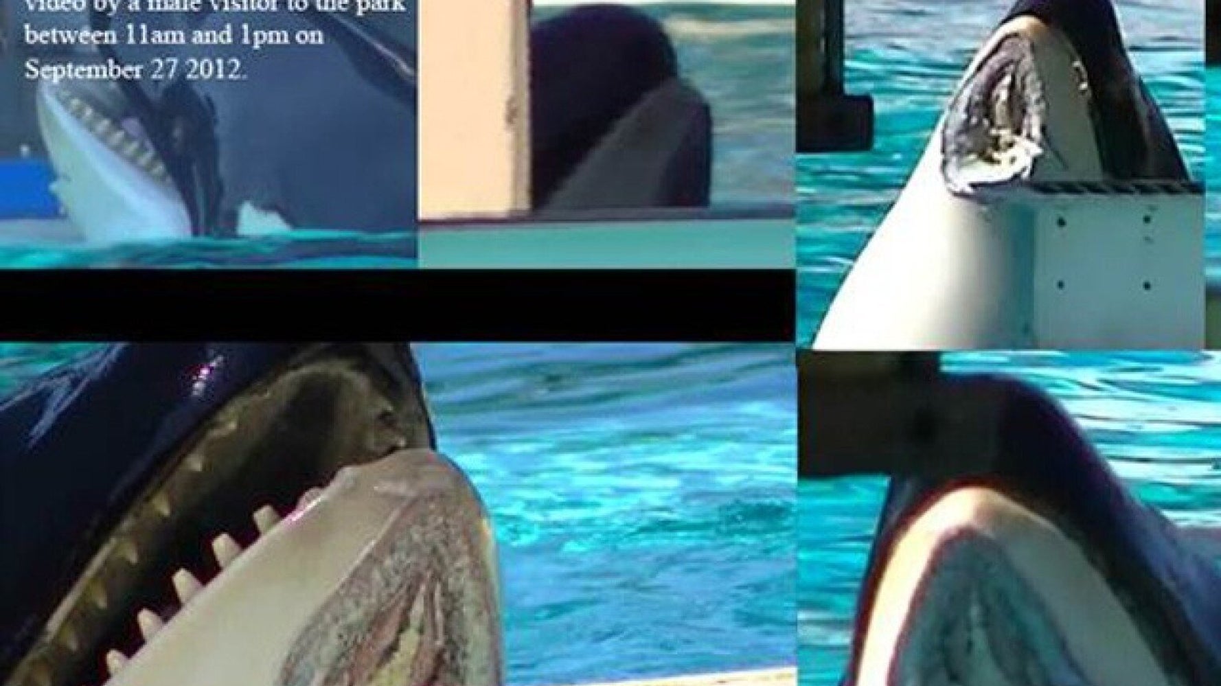 SeaWorld Killer Whale Nakai 'Loses Chunk Of Flesh' After Performance ...