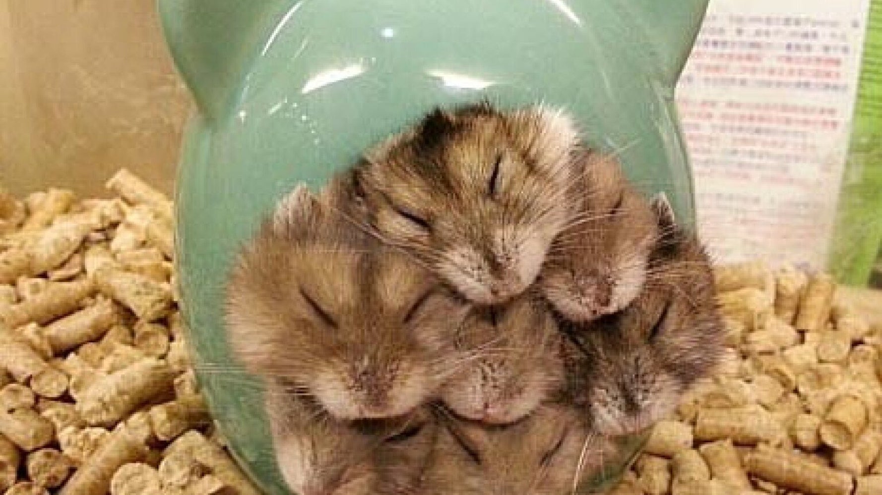 Room For One More? Hamsters Show Us How To Snuggle (PICTURES ...