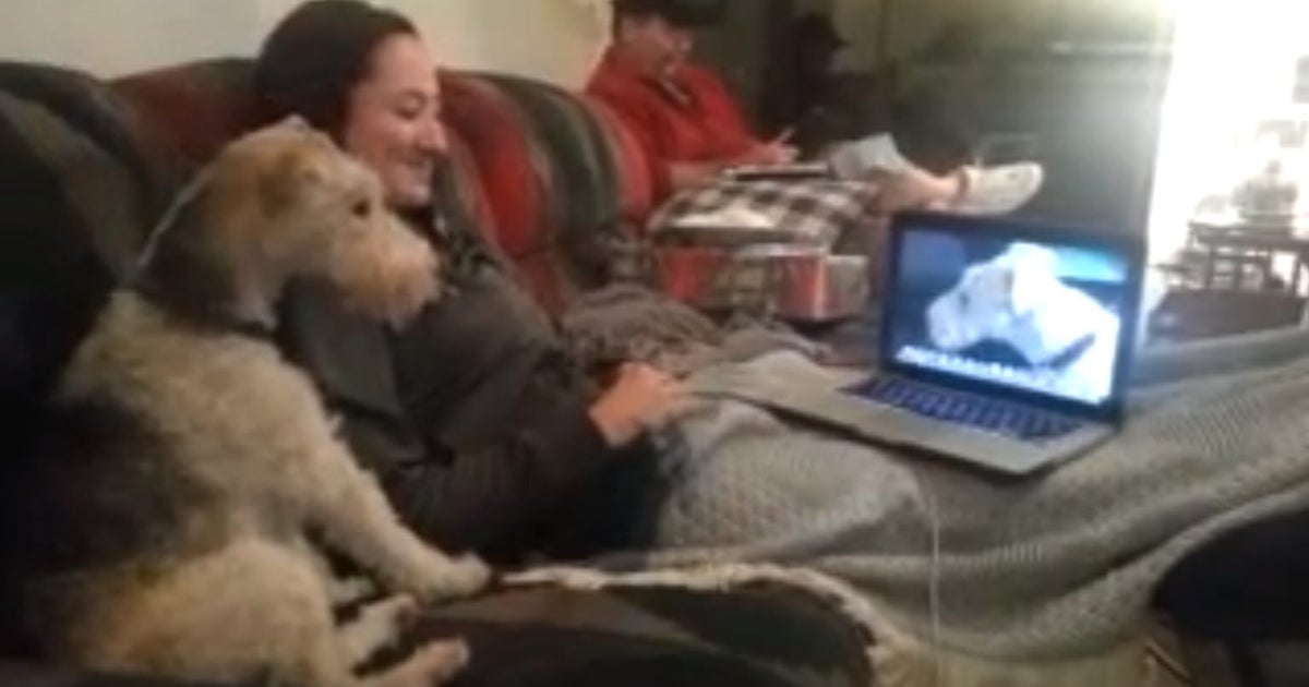 Two Dogs Skype Each Other (VIDEO) | HuffPost UK Comedy