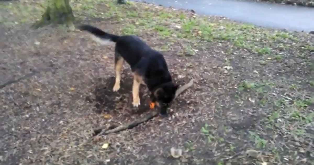 World's Most Determined Dog (VIDEO) | HuffPost UK Comedy