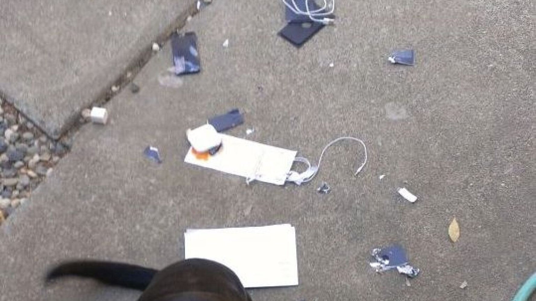 iPhone 5 Delivery Destroyed By Cute Puppy (PICTURES) | HuffPost UK Tech