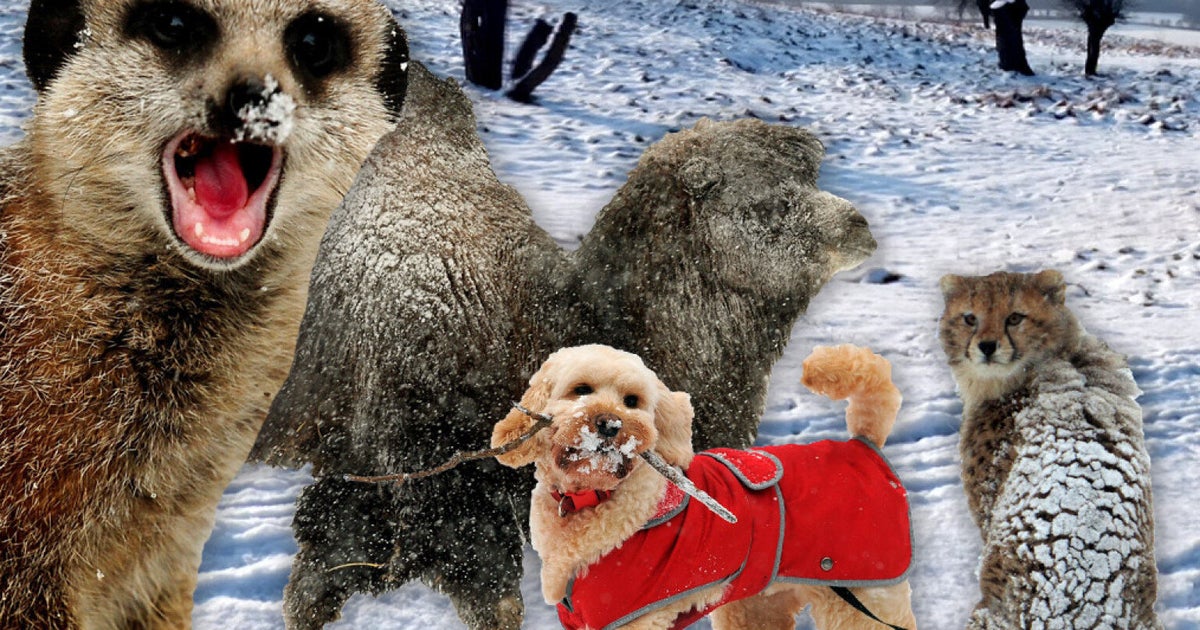 Frozen Fur: Animals Romp Through The Snow (PICTURES) | HuffPost UK News