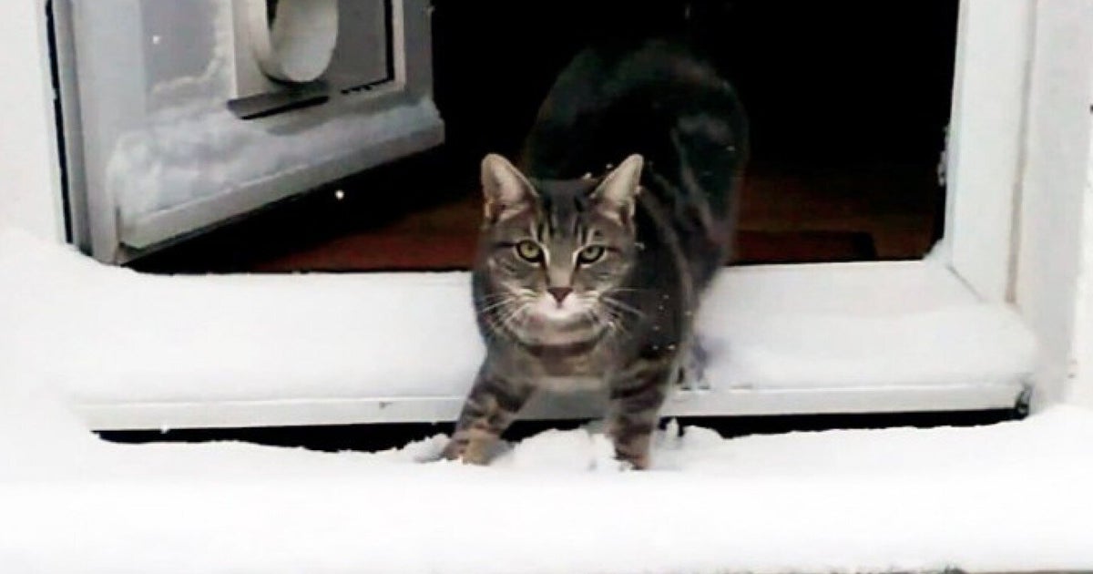 Cat Experiences Snow For First Time (VIDEO) | HuffPost UK Comedy